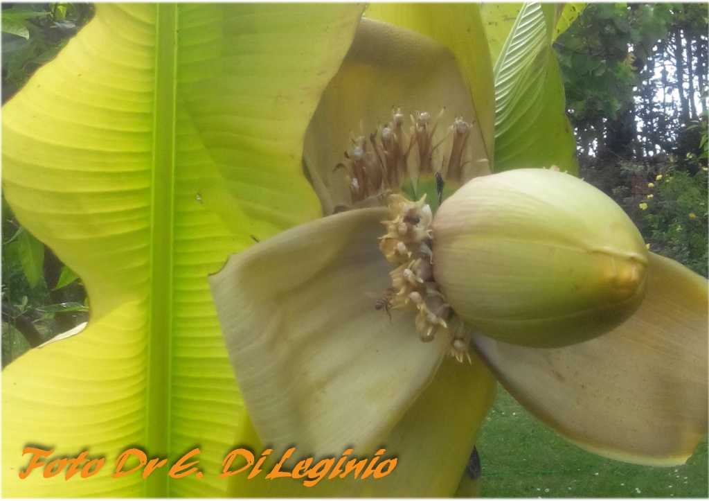 Il fiore del banano – Il sito web del Dr. Edoardo Di Leginio